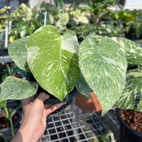 5 Stunning Facts About Monstera Esqueleto: Transform Your Home Today!