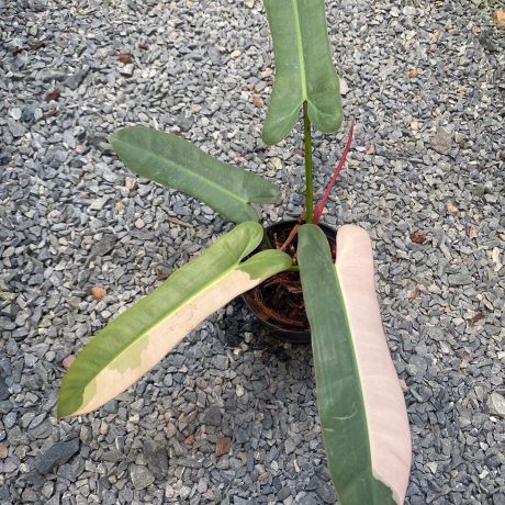 Aroids Plants List Exploring the Fascinating World of Rare Aroids