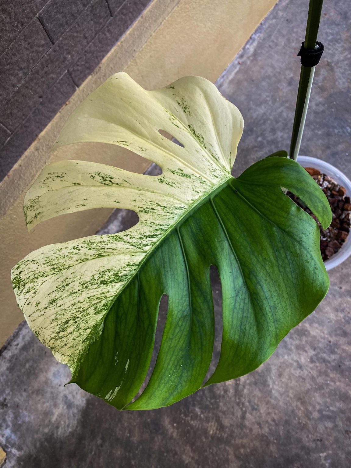 Rare Monstera Deliciosa Mint 'White Tears' Limited from Thailand on Sale