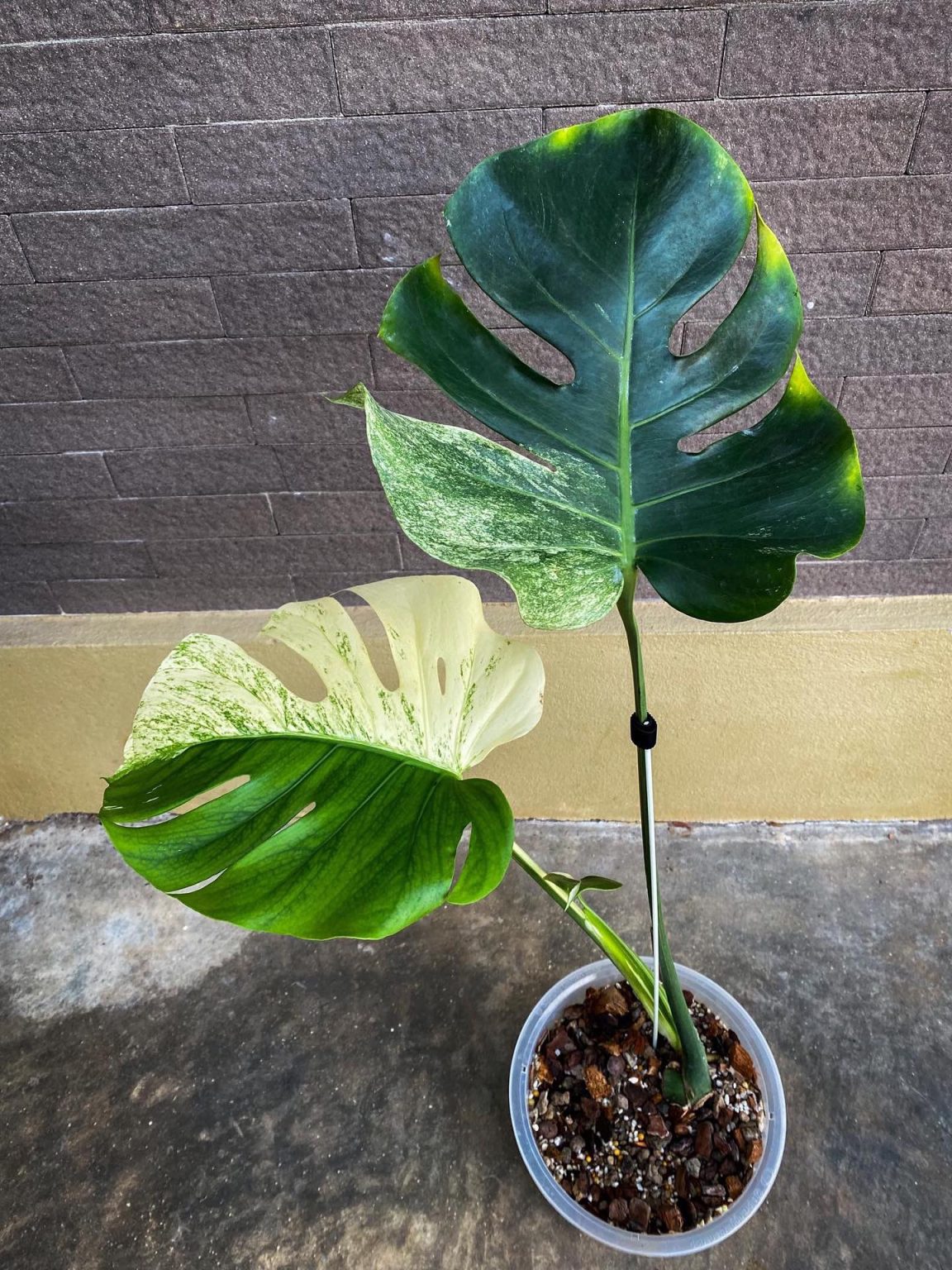 Rare Monstera Deliciosa Mint 'White Tears' Limited from Thailand on Sale