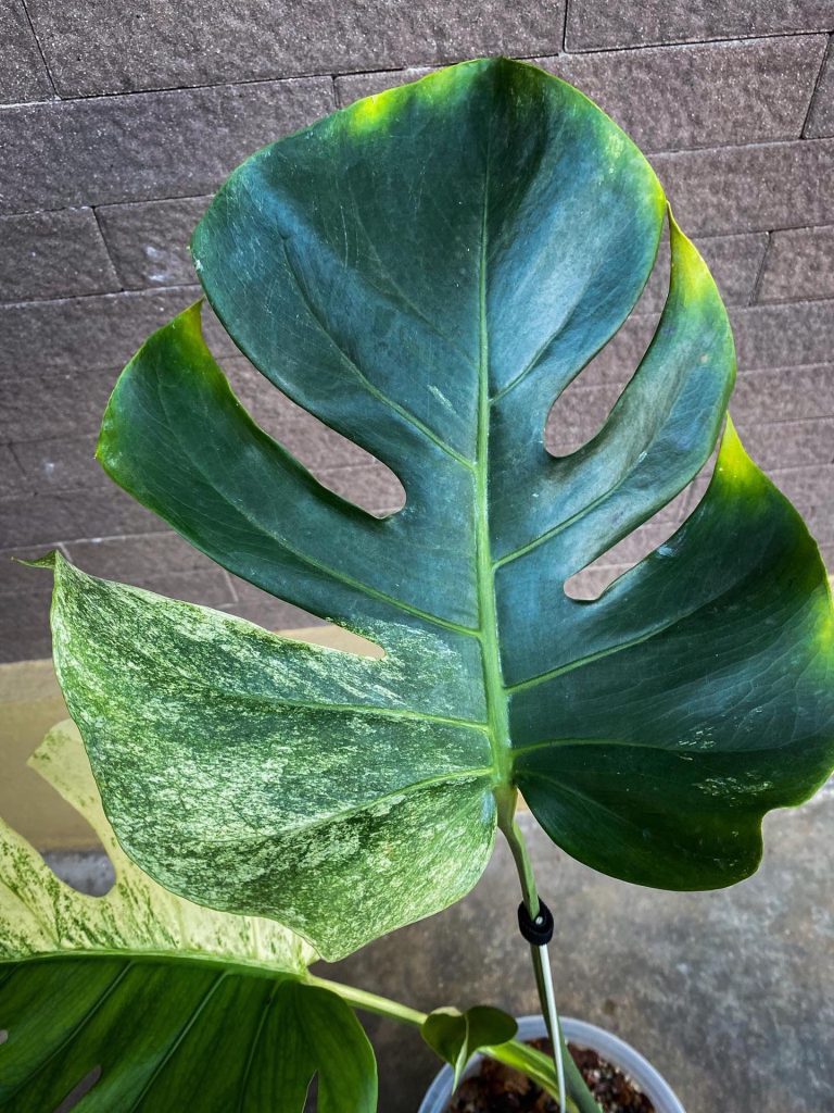 Rare Monstera Deliciosa Mint 'White Tears' Limited from Thailand on Sale