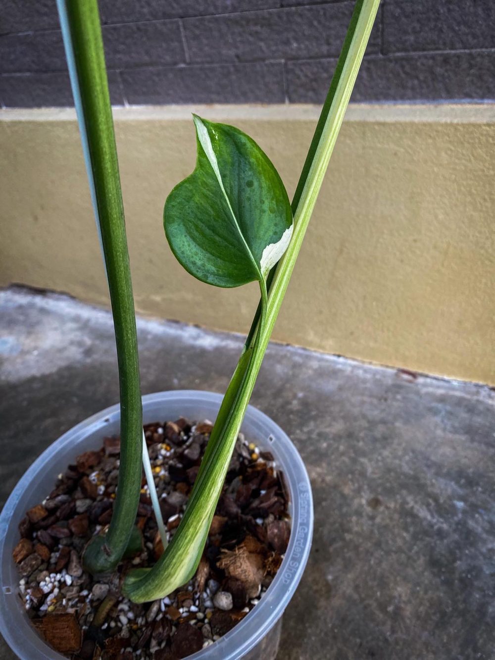 Rare Monstera Deliciosa Mint 'White Tears' Limited from Thailand on Sale