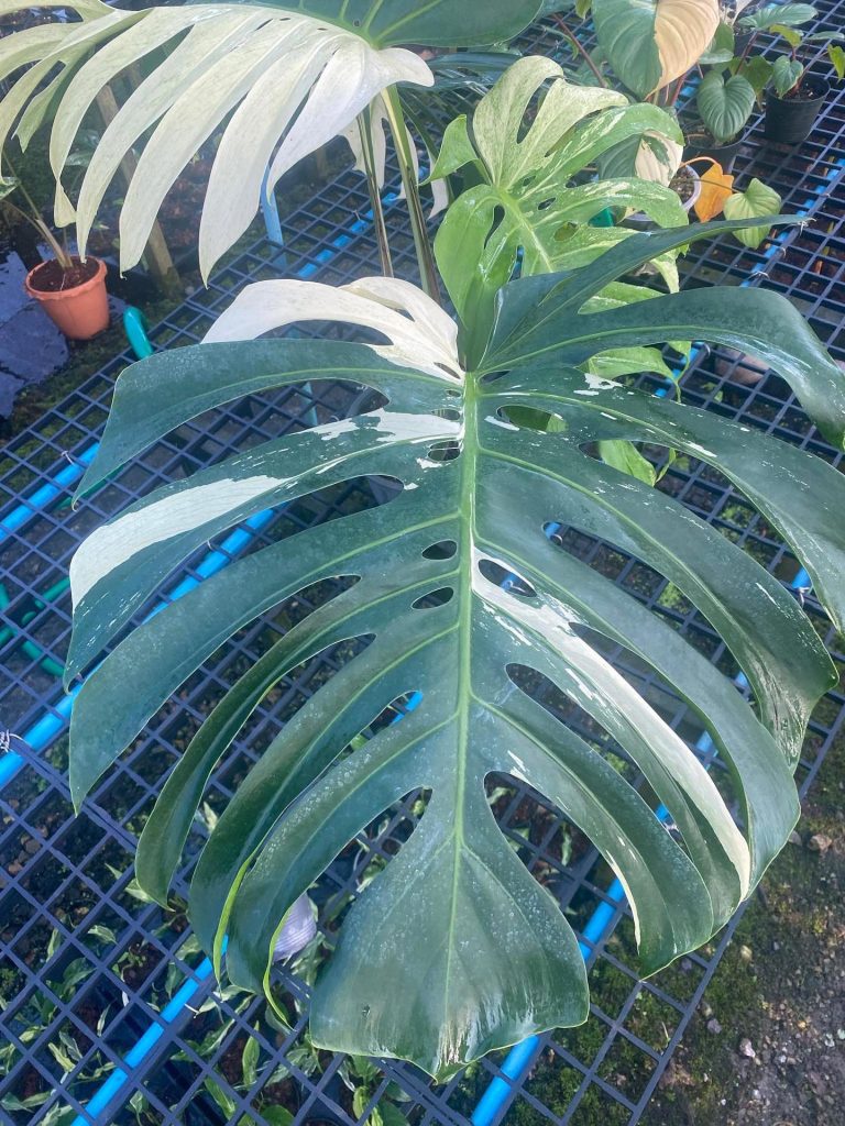 Limited Quantity Monstera Mint Variegata from Thailand - Great Deals