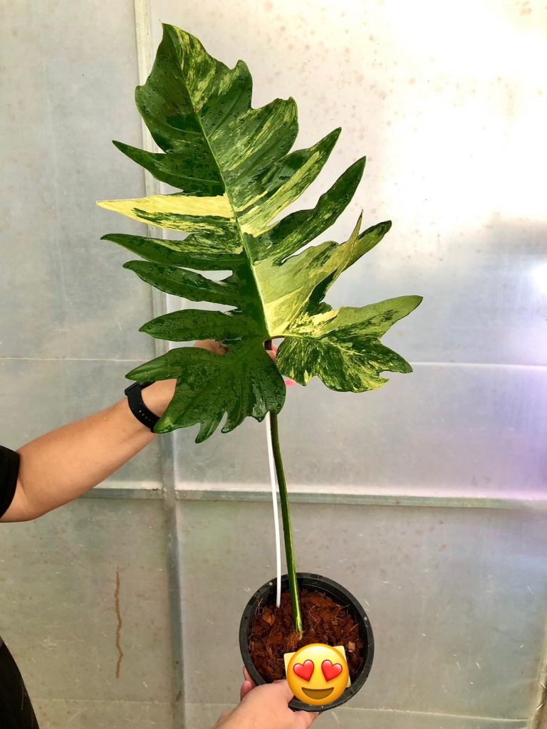 Philodendron Florida Beauty x Mayoi Variegated Cutting | Greenboog