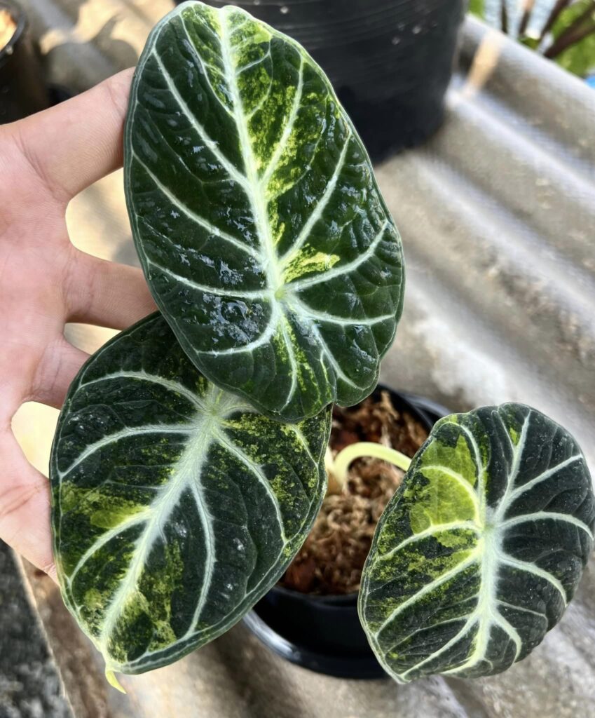 Rare Tissue Culture Alocasia Black Velvet Ninja Variegated | Greenboog