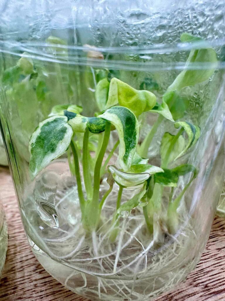 Tissue Culture Alocasia Collection | Variegated Surprise | Greenboog