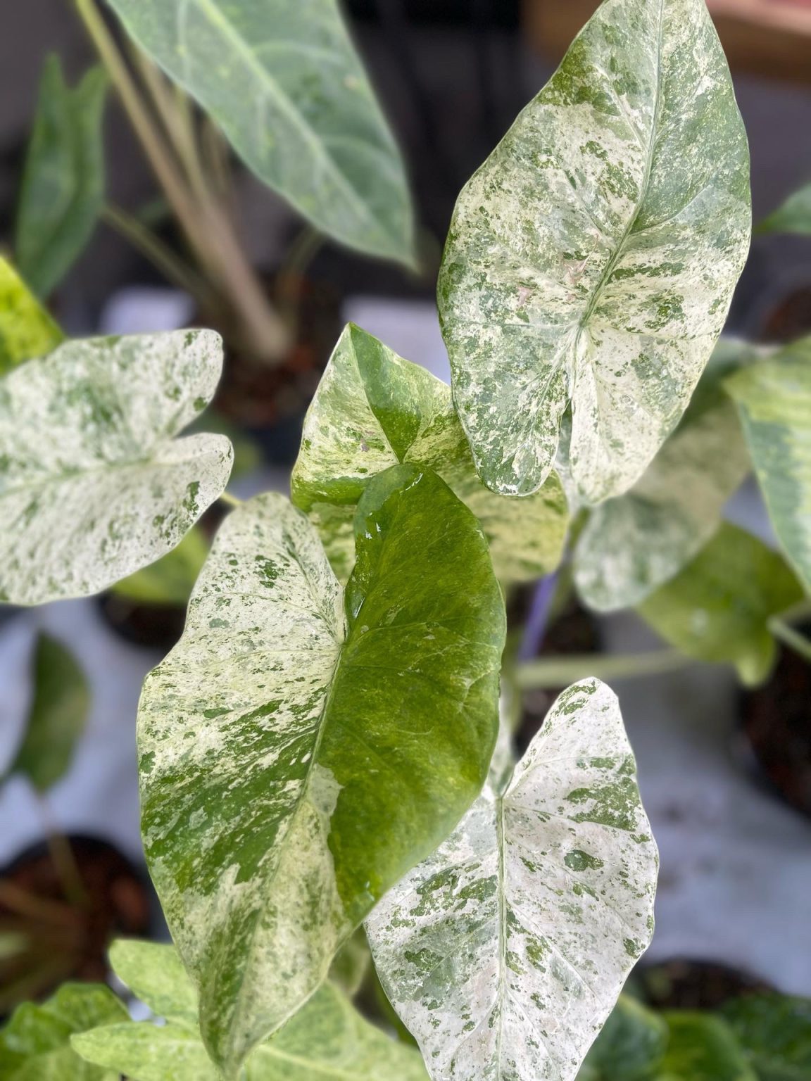 Buy Alocasia Odora Batik variegated 6" Pot from Thailand Preferential Price