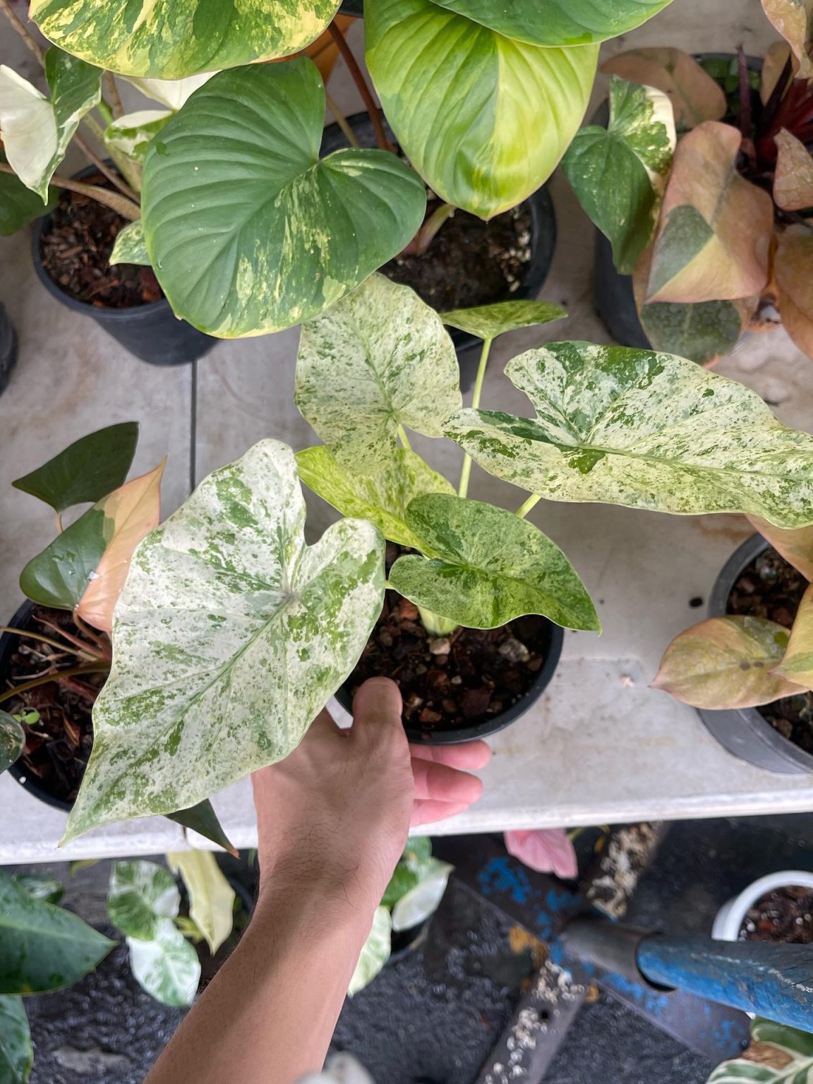 Buy Alocasia Odora Batik variegated 6" Pot from Thailand Preferential Price