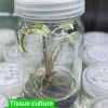 Grow Monstera Thai Constellation Tissue Culture: A Complete Guide