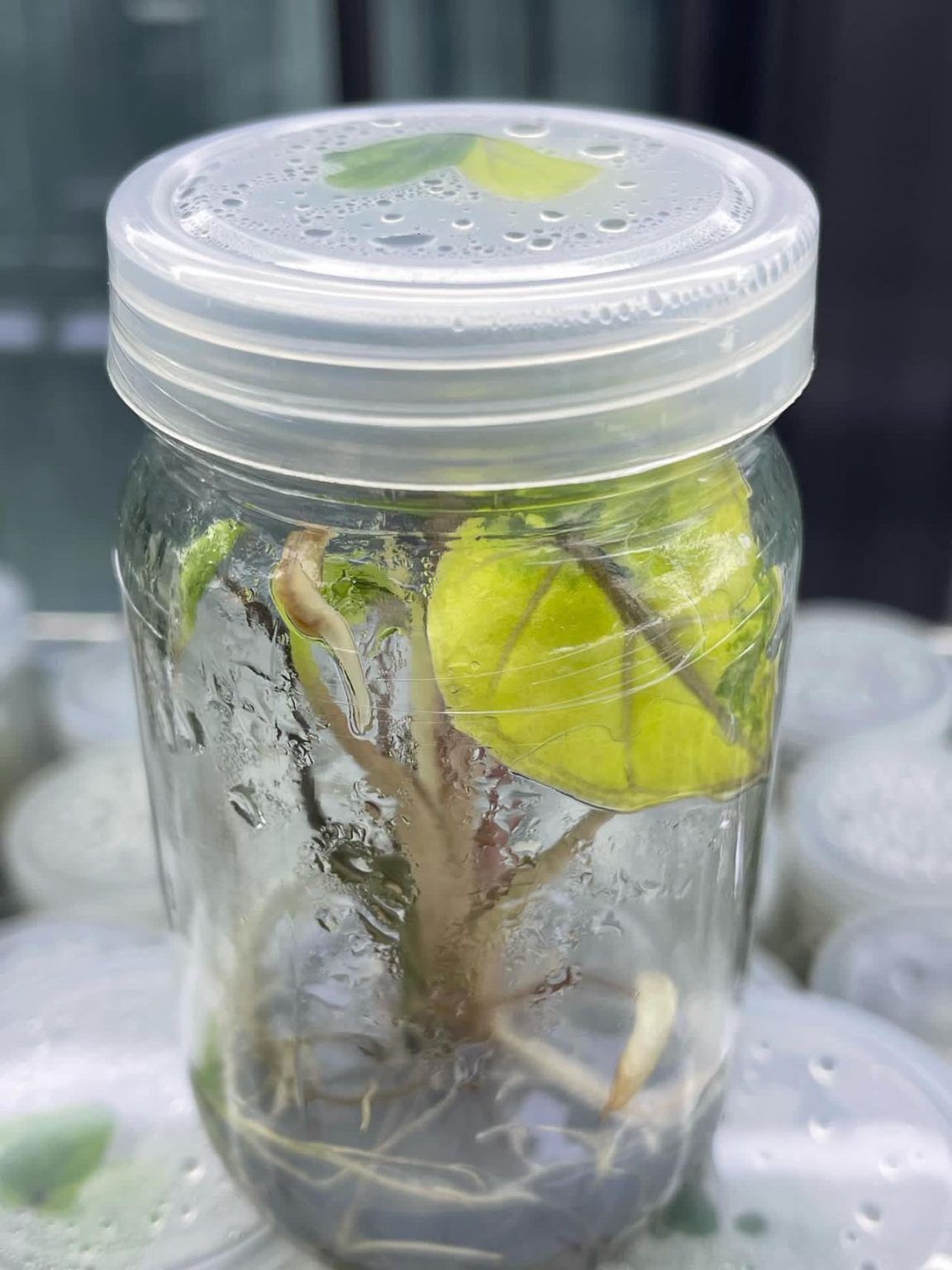 Buy Alocasia Yucatan Princess Variegated (Tissue Culture) | Rare plants