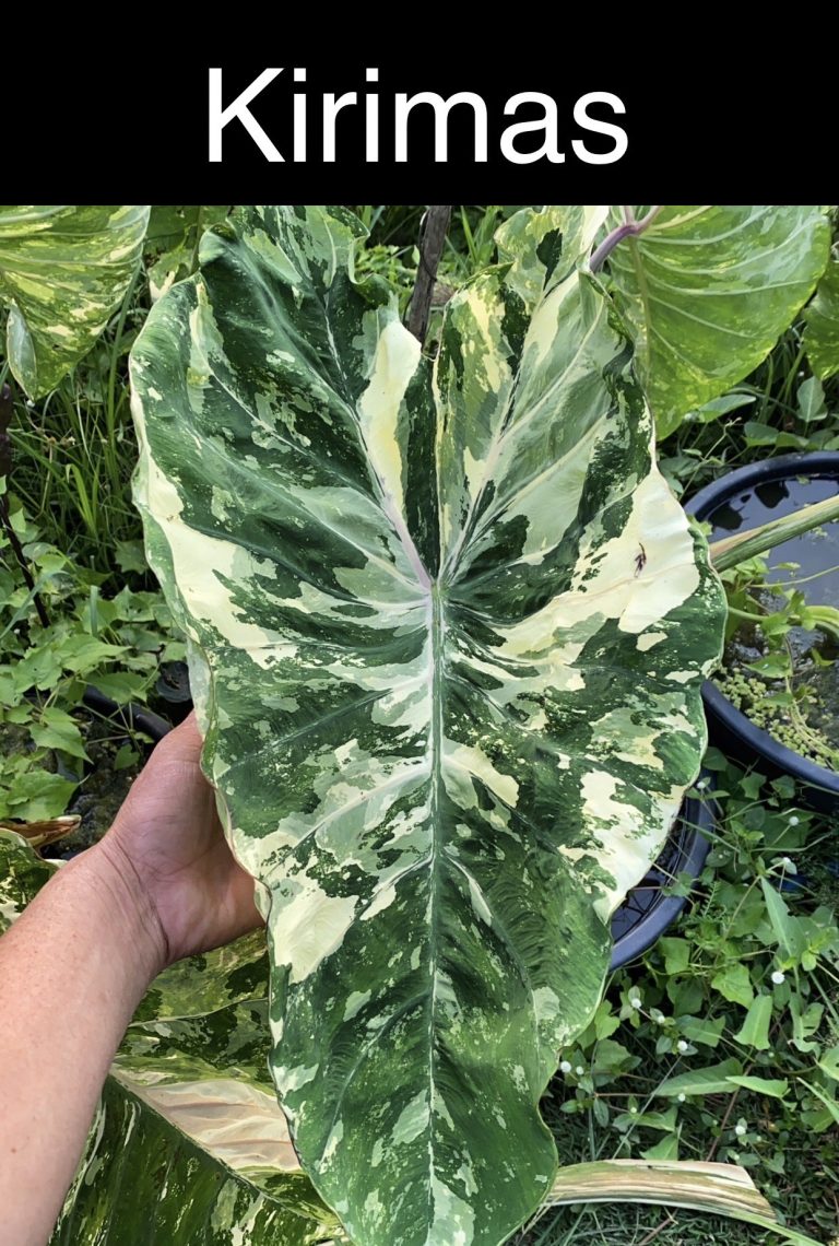 Botanical Features of Colocasia: Leaf Structure, Flowers, and Roots