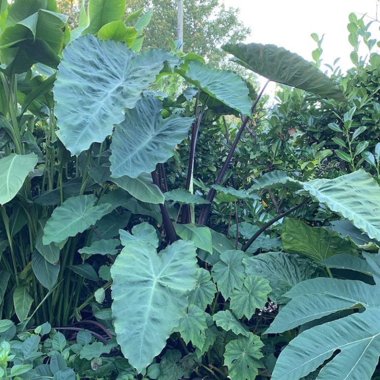 Exploring Different Varieties of Colocasia: Characteristics and Uses