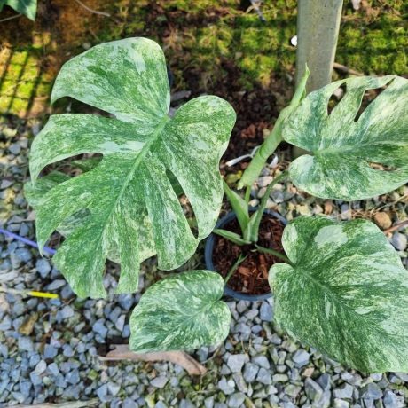 5 Secrets of the Rare Monstera Obliqua Peru: Elevate Your Plant Game