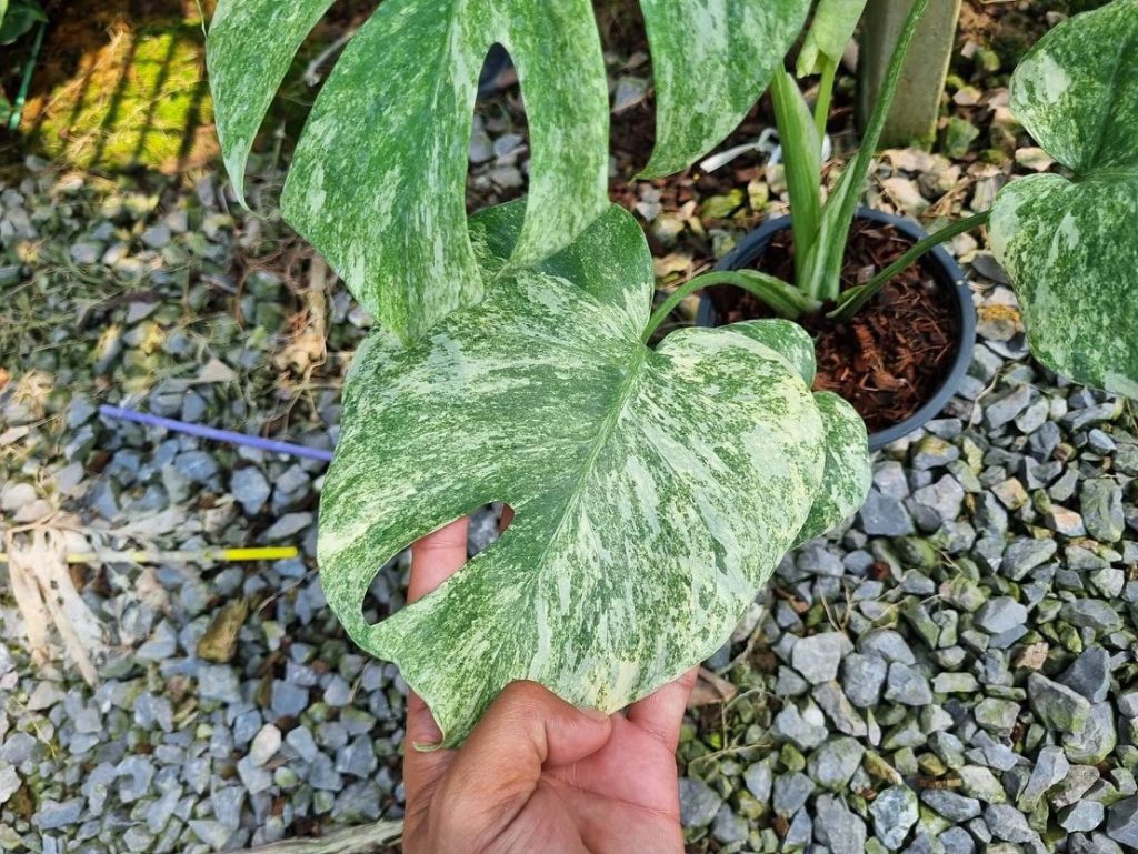 Rare Monstera Thai Constellation Green Snow from Thailand 8" Pot