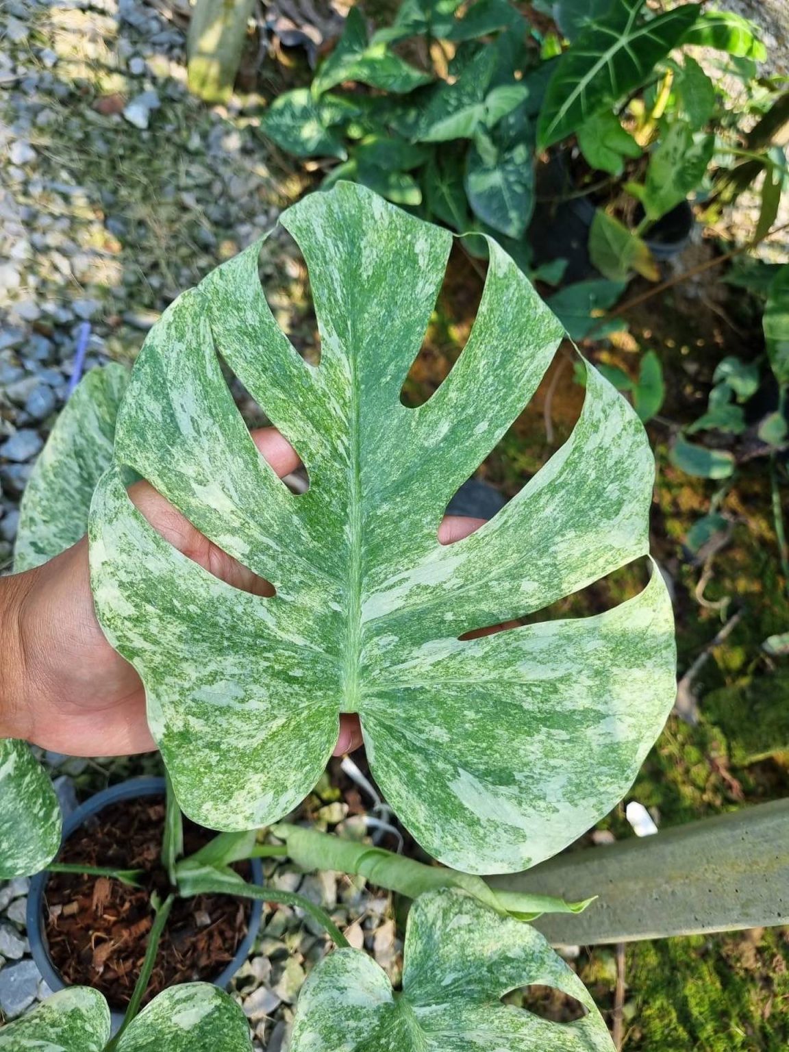 Rare Monstera Thai Constellation Green Snow from Thailand 8" Pot