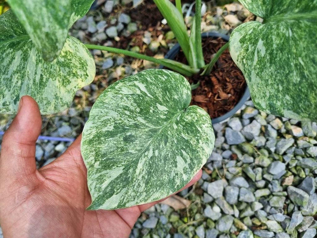 Rare Monstera Thai Constellation Green Snow from Thailand 8" Pot