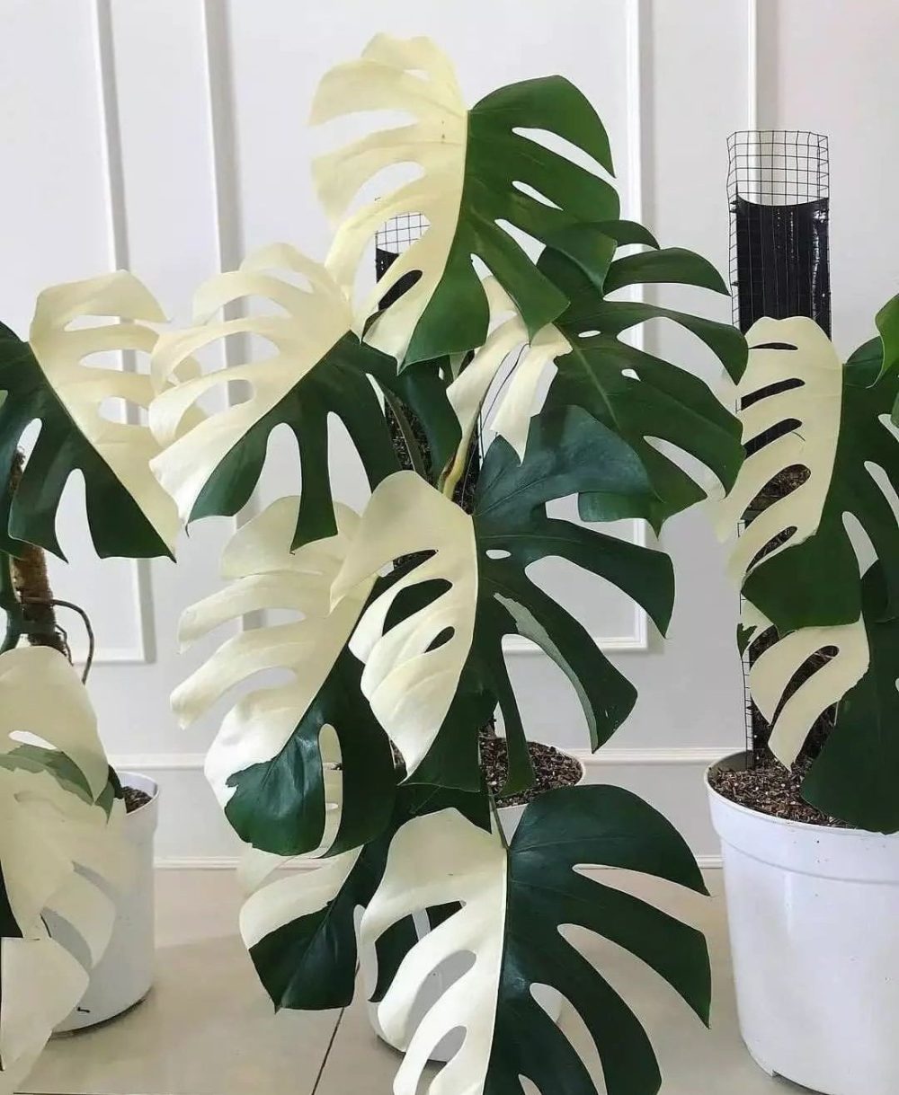 10 Stunning Variegated Monstera Types for Your Plant Collection ...