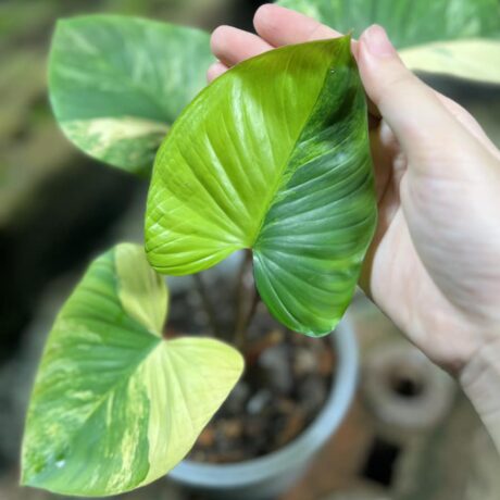 Discover 5 Stunning Homalomena Varieties for Your Home