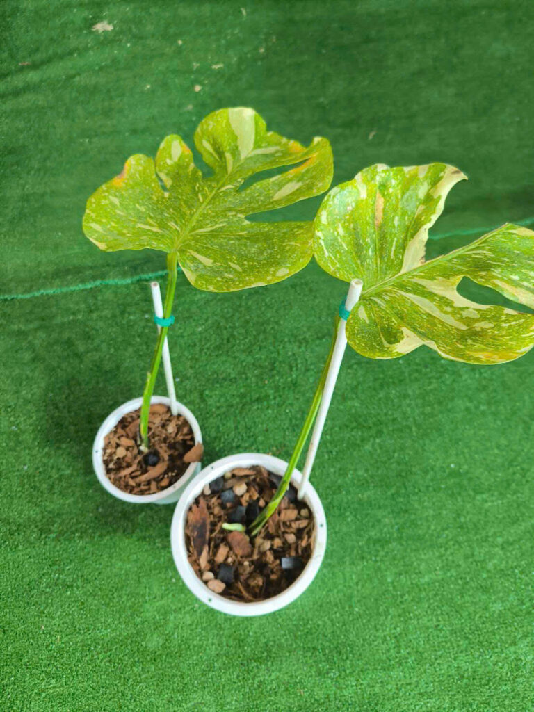 Rare Monstera deliciosa 'Electrolyte' Limited from Thailand on Sale
