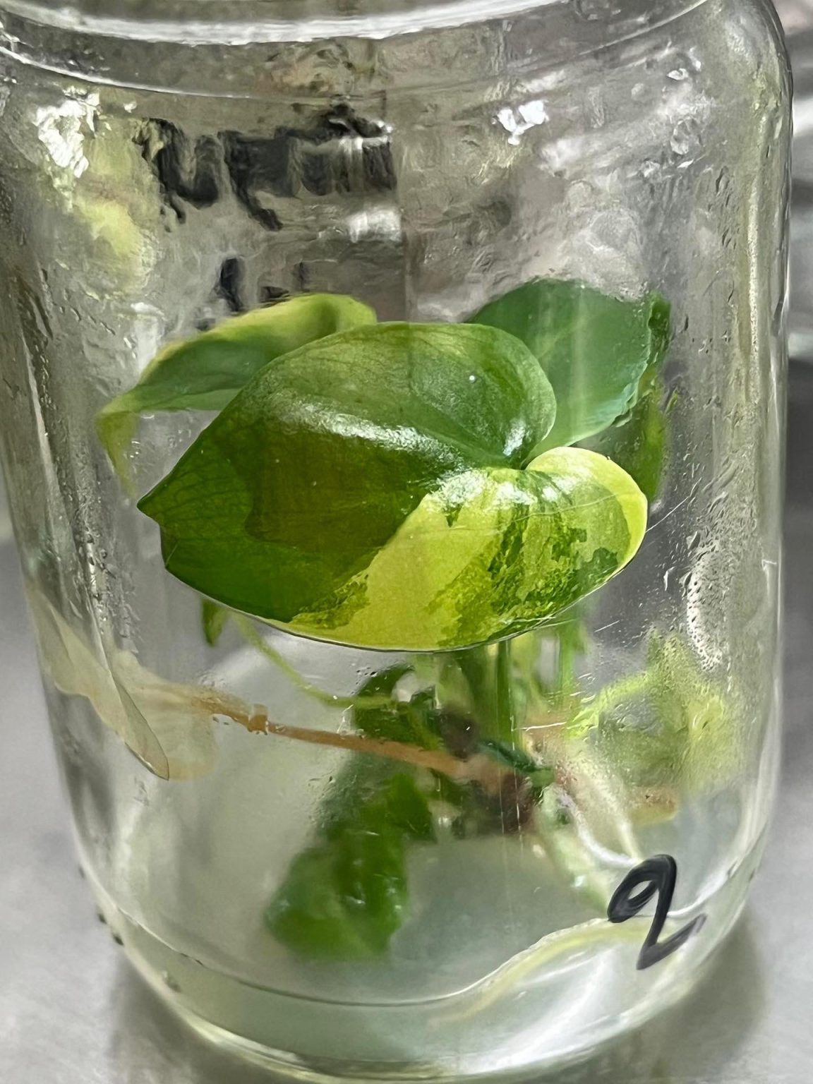 Tissue Culture Philodendron Angela Variegated | Rare plants | Greenboog