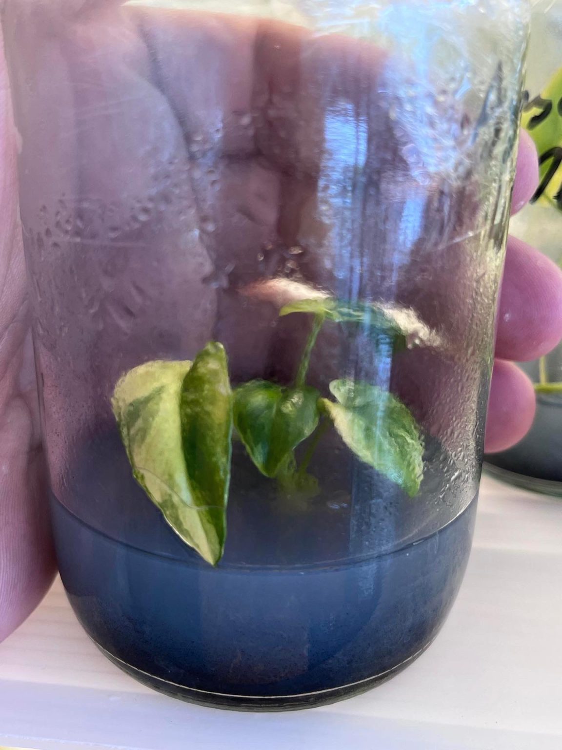 Tissue Culture Philodendron Angela Variegated | Rare plants | Greenboog