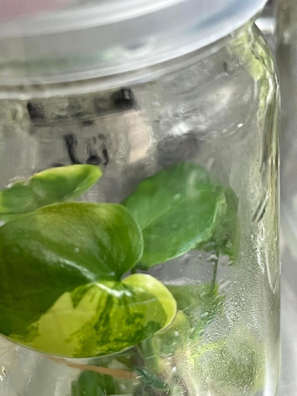 Tissue Culture Philodendron Angela Variegated | Rare plants | Greenboog