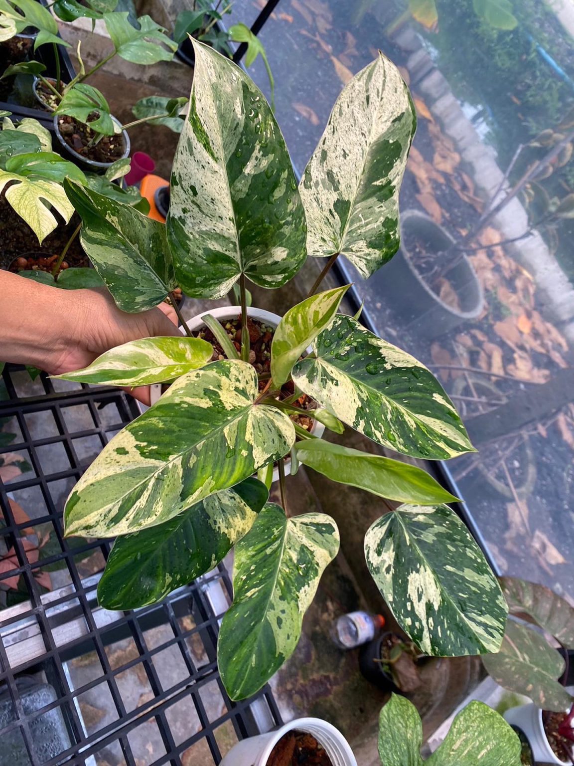 Philodendron Emerald Queen Variegated (6" Pot) | Rare Aroid | Greenboog