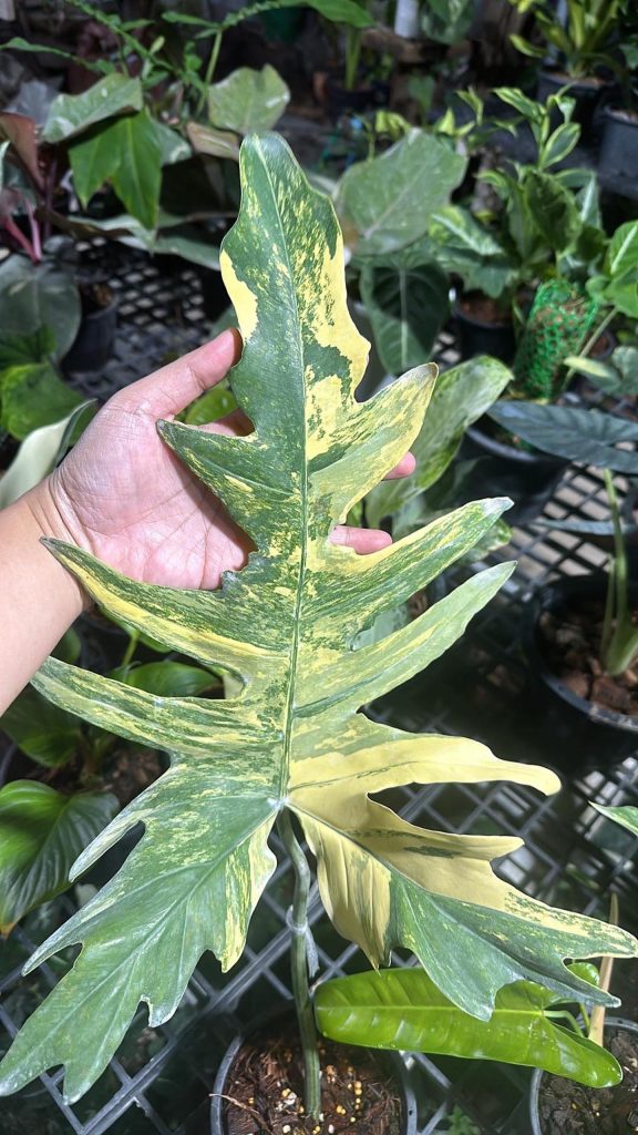 Philodendron Florida Beauty x Mayoi Variegated | Actual Plant | Greenboog