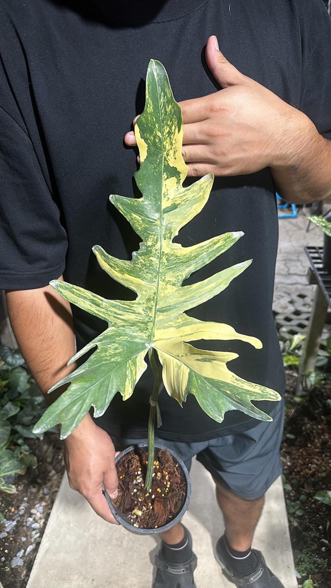 Philodendron Florida Beauty x Mayoi Variegated | Actual Plant | Greenboog