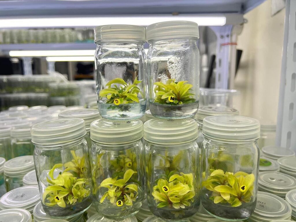 Solid Yellow Philodendron Yellow Congo | Tissue Culture | Greenboog