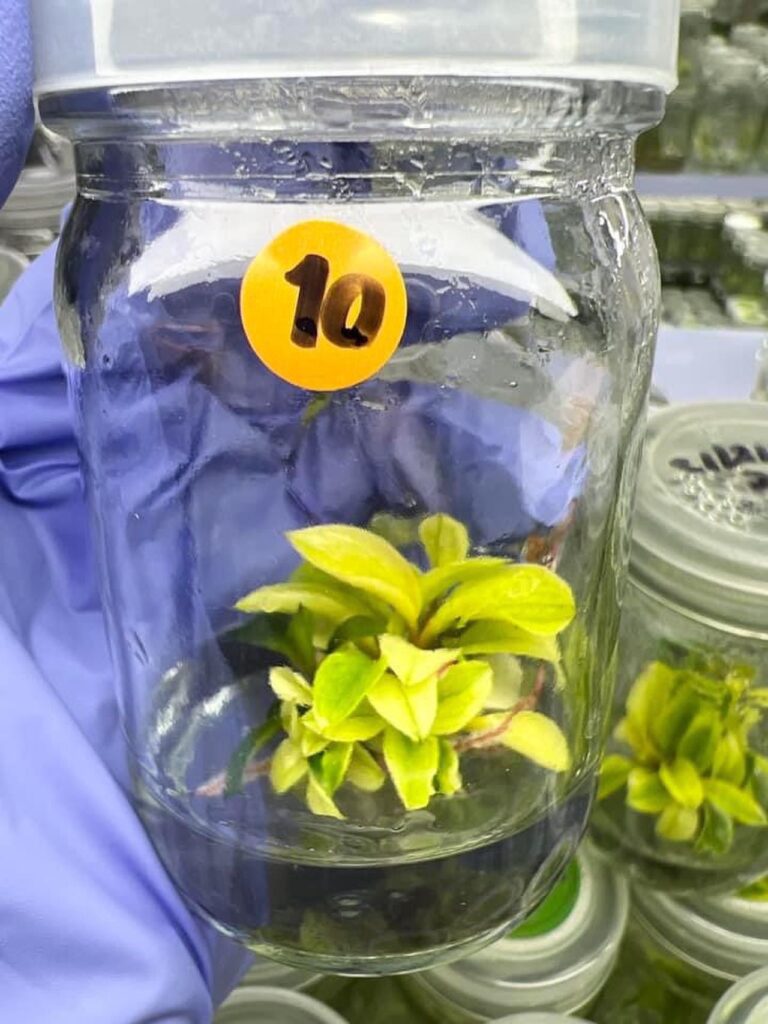 Solid Yellow Philodendron Yellow Congo | Tissue Culture | Greenboog