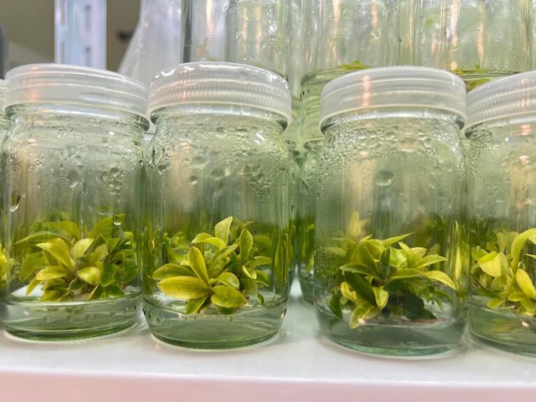 Solid Yellow Philodendron Yellow Congo | Tissue Culture | Greenboog