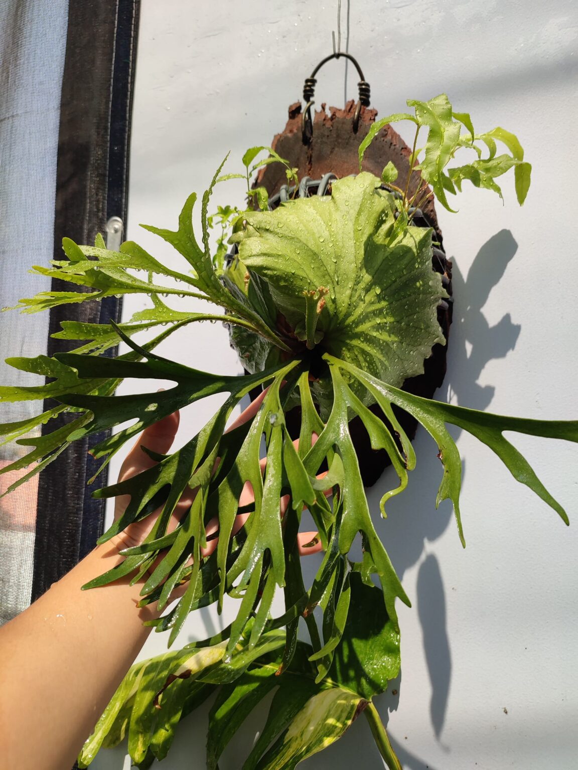 Platycerium Kitshakood Thin Form (6" Pot) | Staghorn Fern | Greenboog
