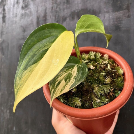 The 5 Most Common Scindapsus Varieties You Might Not Know About