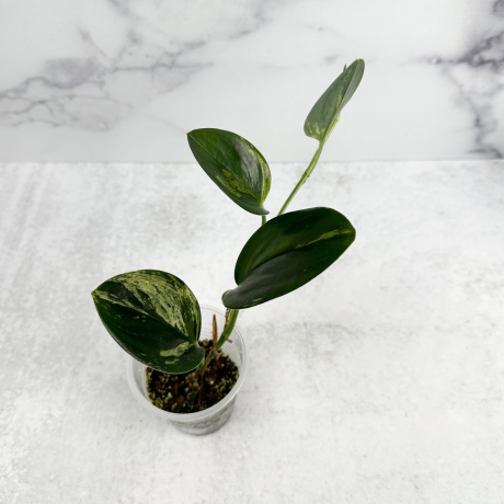 How to Grow Scindapsus Jade Satin Variegated in 5 Easy Steps