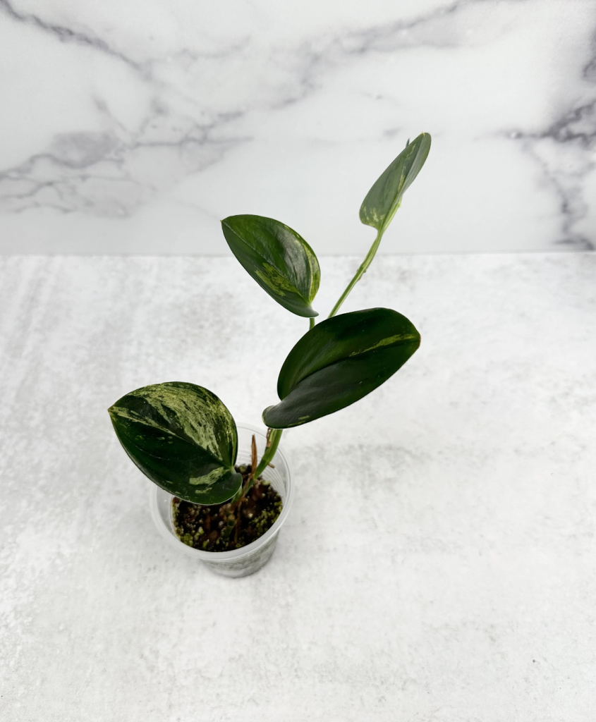 Scindapsus Treubii Dark Form Variegated (3-5 Leaves) 4" | Greenboog