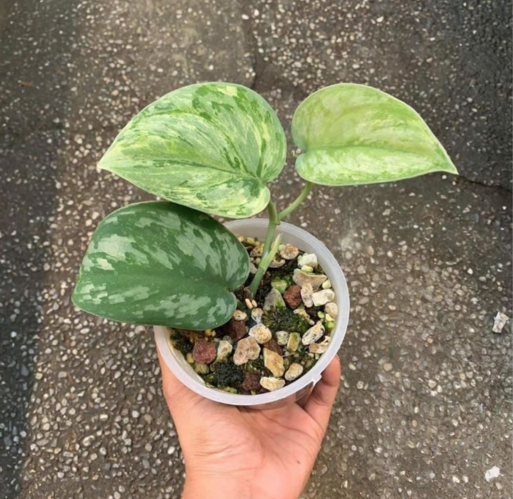 Scindapsus Silver Knight | 4" & 6" Pots | Greenboog