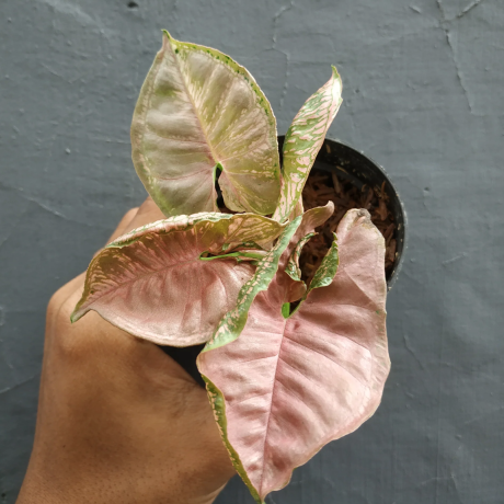 Nurturing Your Syngonium Starlite Variegated: A How-To Guide