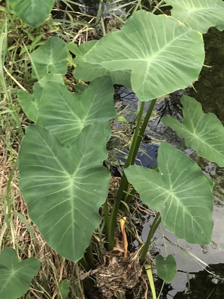 Exploring Different Varieties of Colocasia: Characteristics and Uses