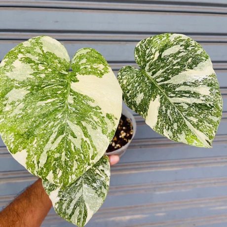 5 Secrets of the Rare Monstera Obliqua Peru: Elevate Your Plant Game