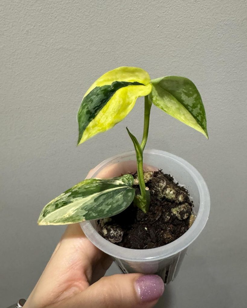 Scindapsus Plants for Sale | Satin Pothos & Rare Varieties | Greenboog
