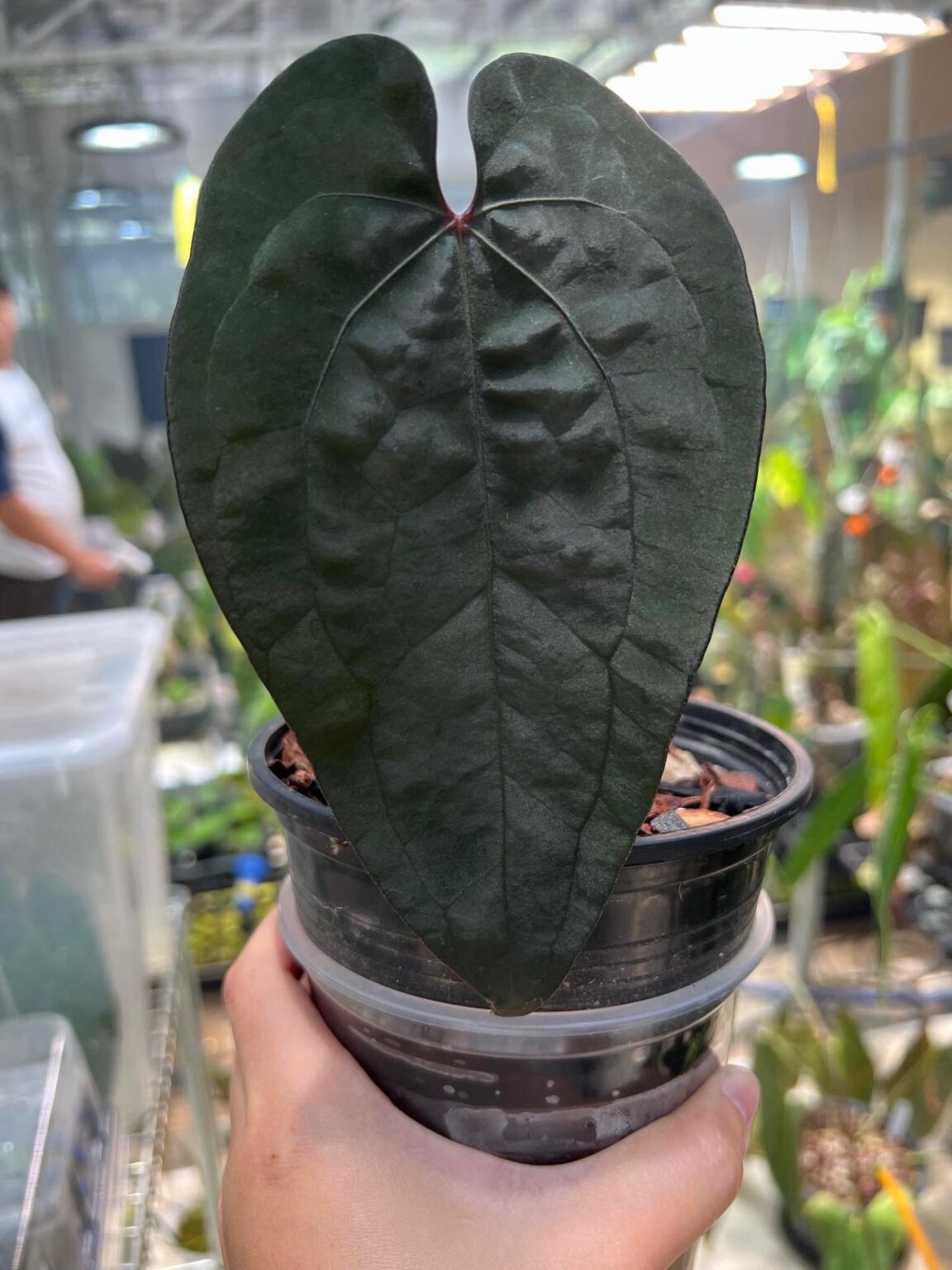 Anthurium AOS “Tezula” super Rare 6" Pot Rare Anthurium | Greenboog