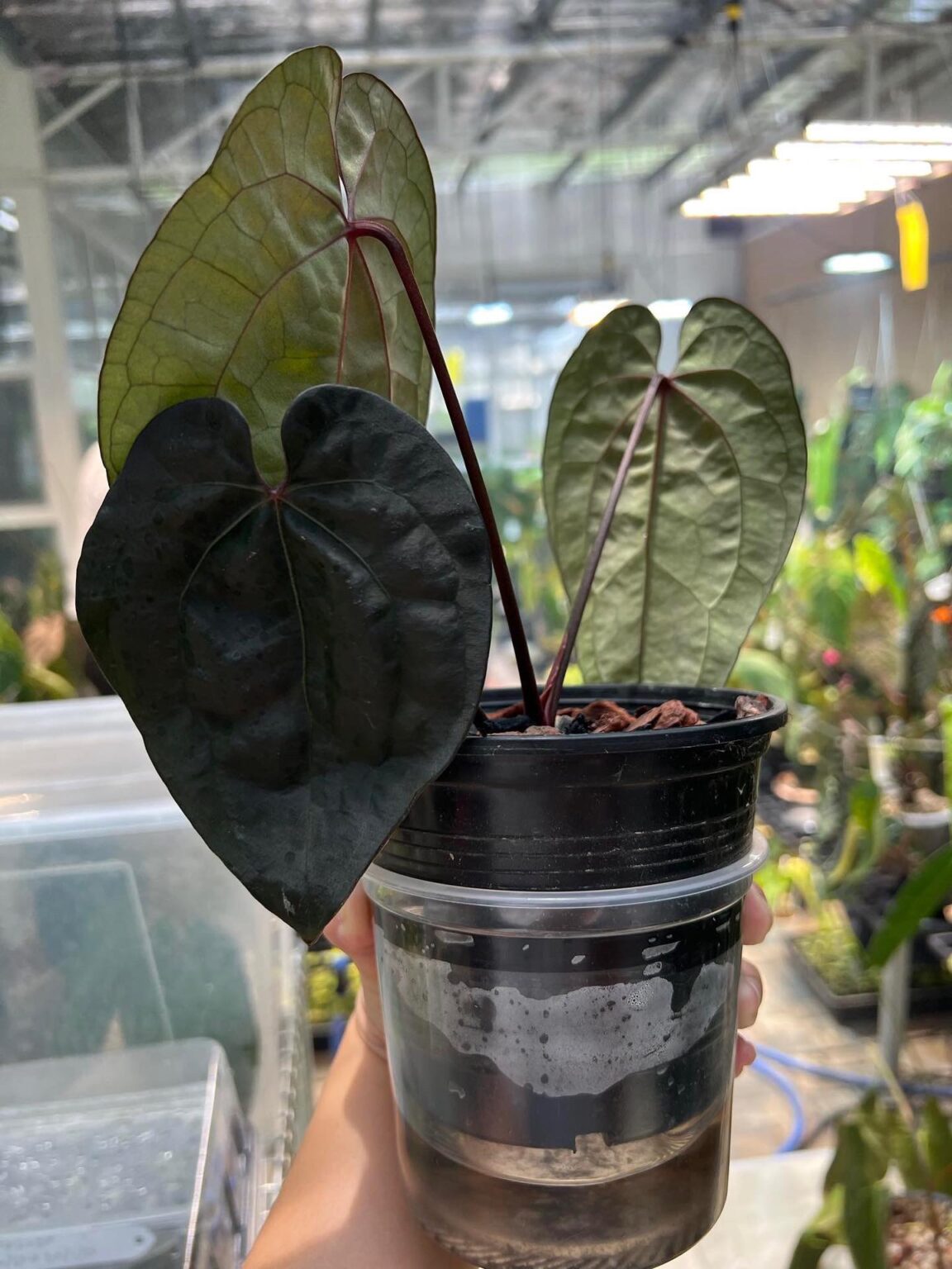 Anthurium AOS “Tezula” super Rare 6" Pot Rare Anthurium | Greenboog