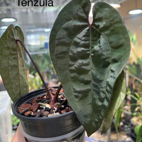 Rare Anthurium Renaissance Variegated: A Collector's Gem