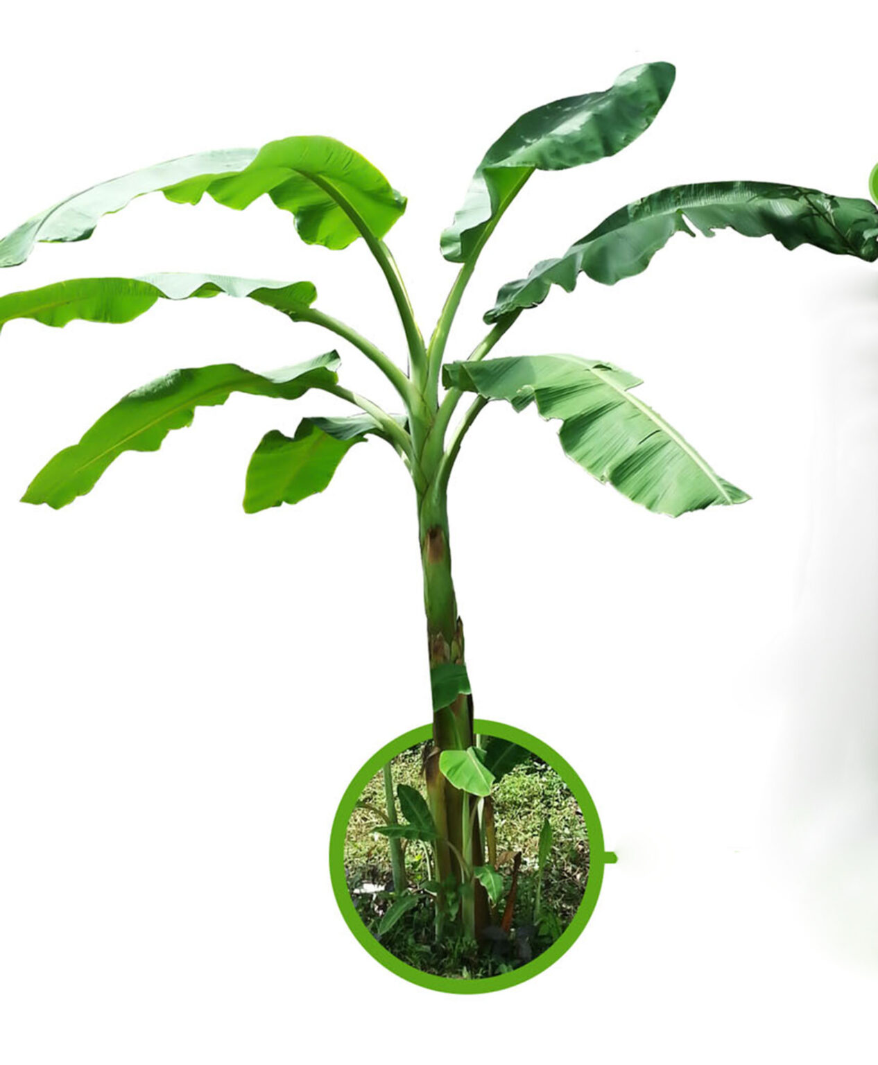 Tissue Culture Banana Musa 'Grand Naine' | Classic Banana Variety