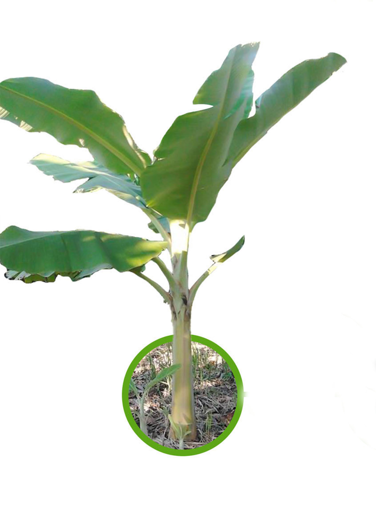 Tissue Culture Banana Musa 'Phama Haek Kuk' | Rare Thai Banana