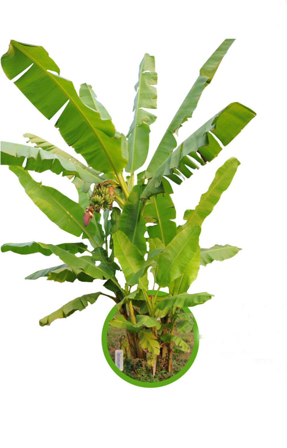 Tissue culture Banana Musa acuminata Lady Finger Sweet Banana Variety