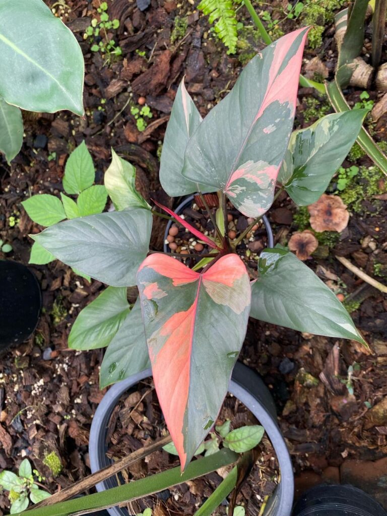 Homalomena Pink Diamond 4" Pot | Rare Homalomena | Greenboog