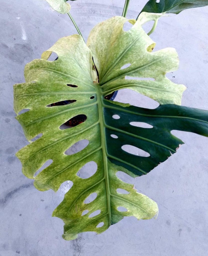 Rare Monstera Deliciosa Sphinx Mint Limited from Thailand on Sale