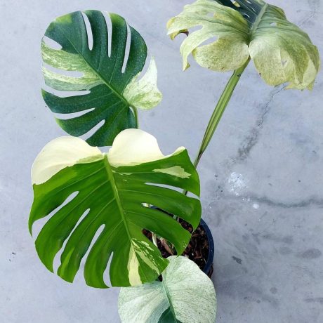 5 Secrets of the Rare Monstera Obliqua Peru: Elevate Your Plant Game
